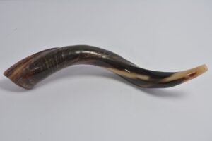 sale shofars kosher yemenite kudu horn half polished shofar size 20"-24", includes shofar odor spray and comprehensive shofar blowing guide from israel