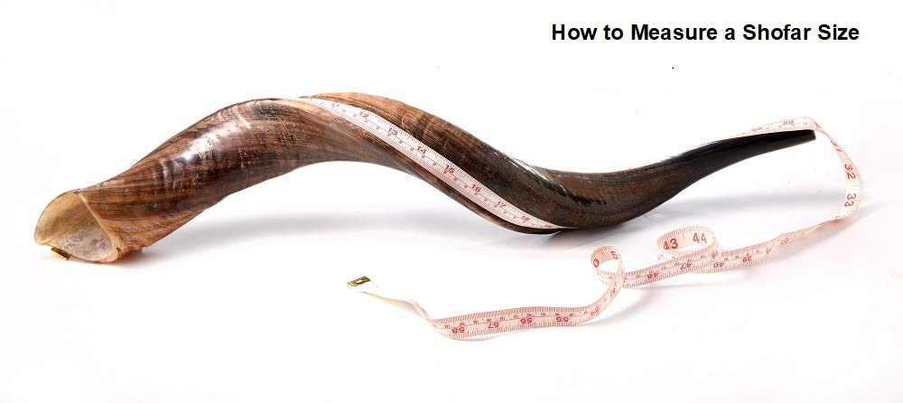 Sale 30" Large Yemenite Kudu Horn Polished Shofar Shofars with Free Anti Odor Spray, guide Shofar from Israel