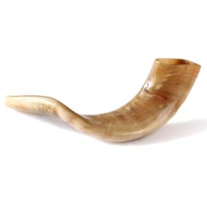 traditional shofar from israel, jewish natural musical instrument, clear sounding authentic horn shofar, beautiful sounding shofar, polished ram horn shofar (10"-12")