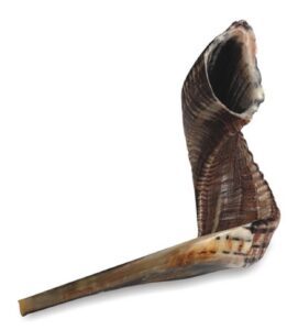 shofar ram's horn shofar large size 43-46cm natural black / dark