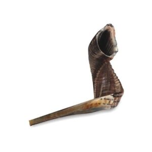 kosher shofar ram's horn shofar medium size 33-35cm polished black / dark