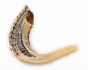 shofar ram's horn shofar mini 25-28cm natural white