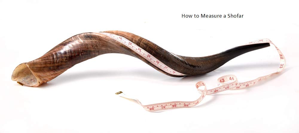 SHOFAR Set FULL Natural Kudu Horn Yemenite + Bag + Guide + Carrying Box Case (26"-28") Ship from Israel