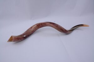 sale 40"- 42" extra large yemenite kudu horn polished shofar shofars with free anti odor spray and bag from israel