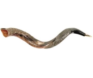 shofar: yemenite jewish shofar small 26"-31"