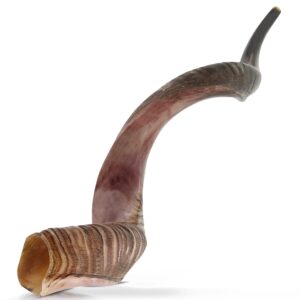 shofar from israel | kosher by rabbinate of jerusalem | handcrafted | holy voice musical instruments | kudu shofar | 27-31 inch | made in israel by yomtov-shalom