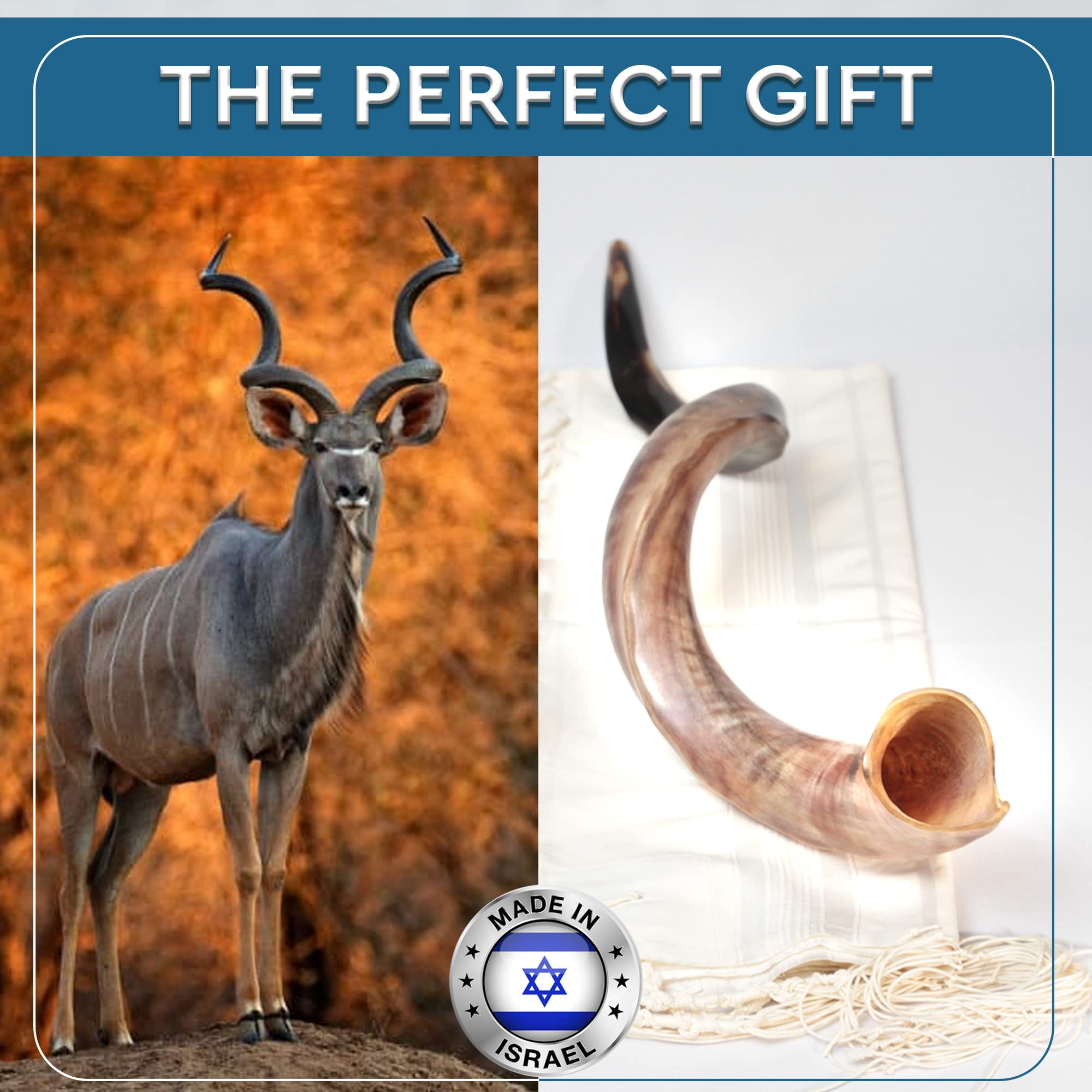 Shofar from Israel | KOSHER by Rabbinate of Jerusalem | Handcrafted | Holy Voice musical instruments | Kudu Shofar | 27-31 inch | Made In Israel By YOMTOV-SHALOM