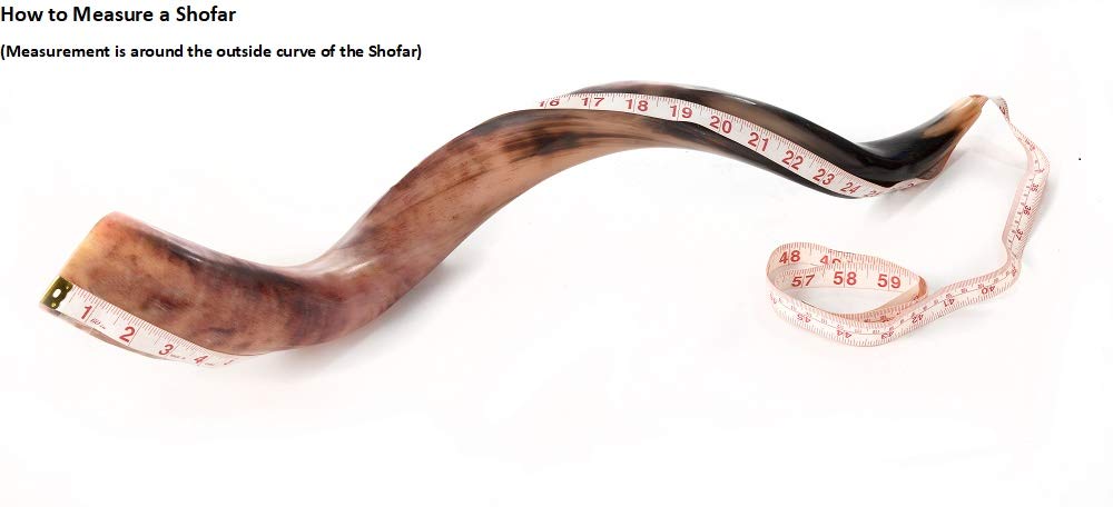 Yaliland Shofar Horn Musical Instrument - Authentic Kosher Kudu Ram Horns from Israel - Includes Bag, Book Guide, 3 Brushes - Ideal for Religious Ceremonies - 35"-39", Fully Polished