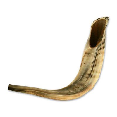 Kosher Shofar Ram's Horn Shofar Large Size 43-46cm Polished White