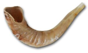 kosher shofar ram's horn shofar medium size 33-35cm polished white