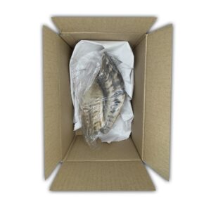 Real shofar small (No Hechsher) Perfect for kids that want the a real shofar. (2 SHOFARS ON BOX)