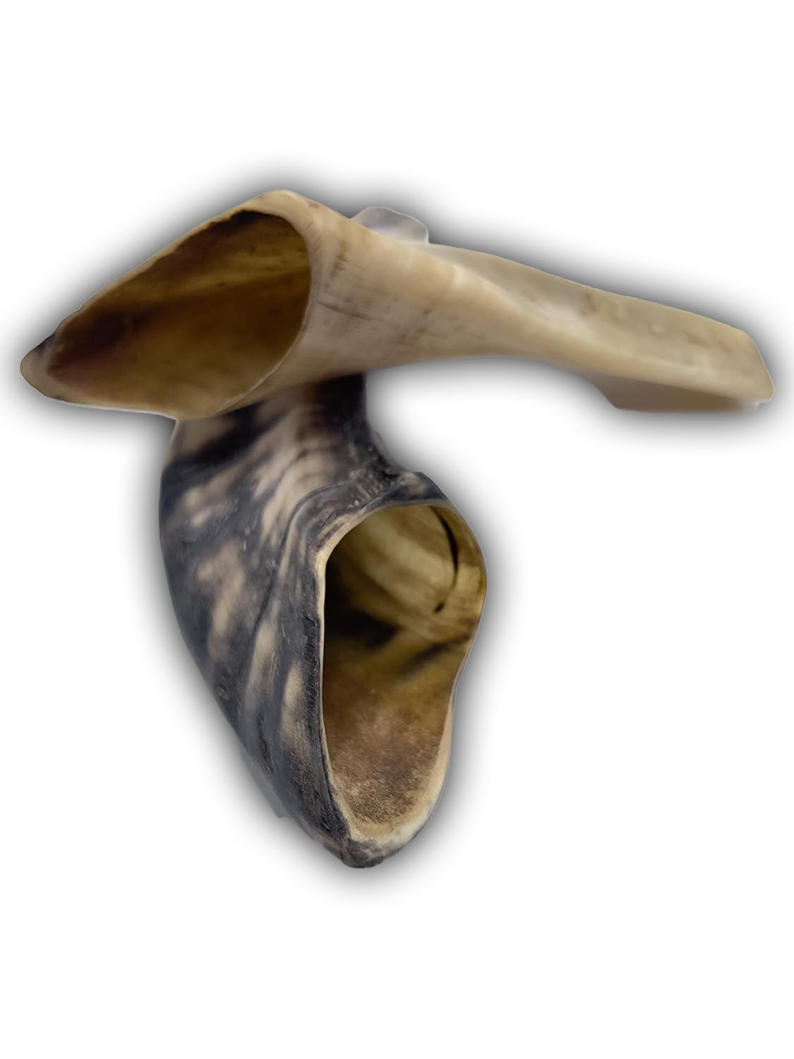 Real shofar small (No Hechsher) Perfect for kids that want the a real shofar. (2 SHOFARS ON BOX)