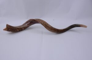 sale 42"- 44" extra large yemenite kudu horn half polished half natural shofar shofars with free anti odor spray and bag from israel