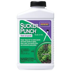 bonide sucker punch, 8 oz ready-to-use sprout control liquid with brush applicator, plant growth regulator