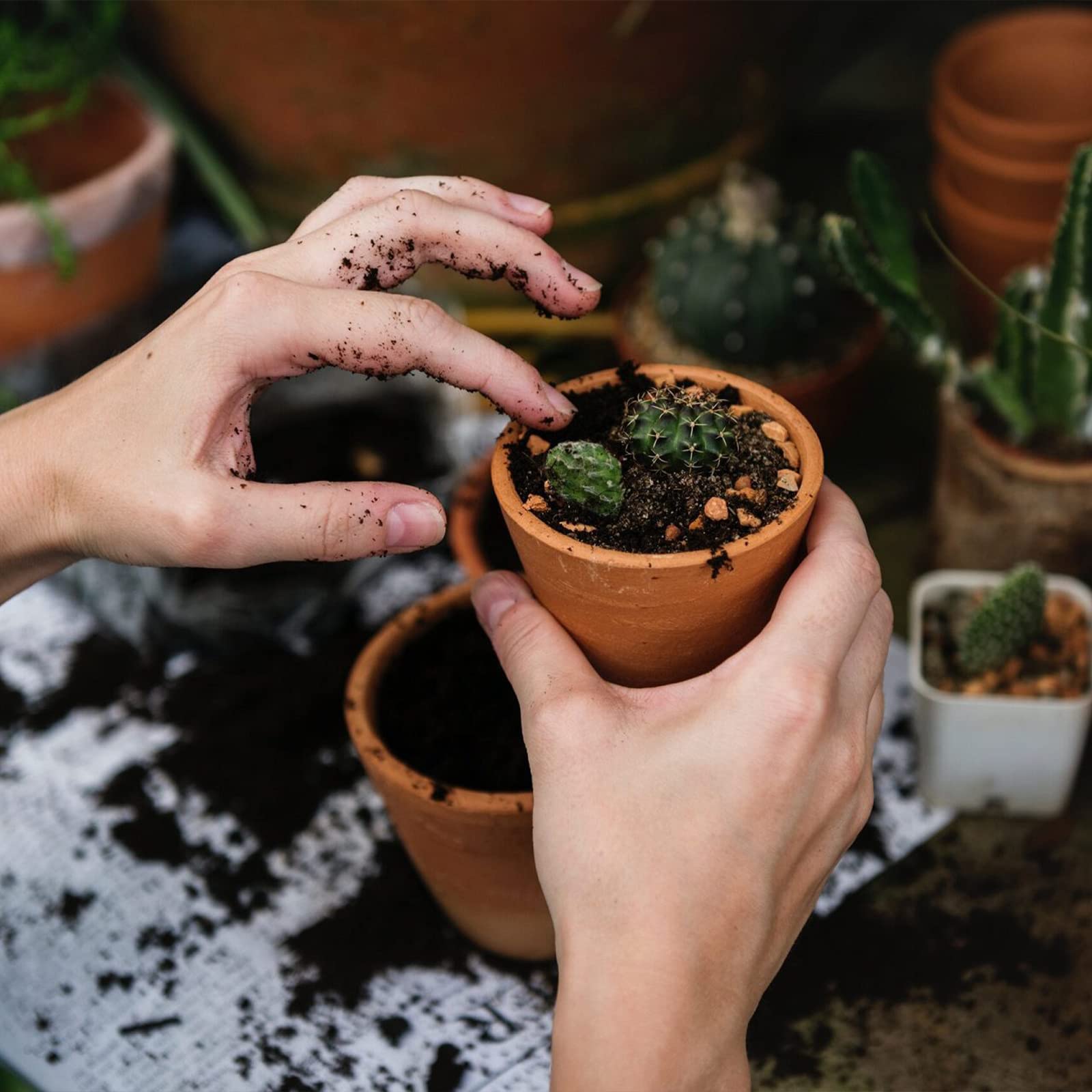 Doter Succulent and Cactus Soil Potting Mix 1.1 LBS, Bonsai Soil Mix Ready to Use, Fast Draining with Added Nutrients