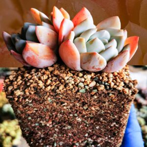 Doter Succulent and Cactus Soil Potting Mix 1.1 LBS, Bonsai Soil Mix Ready to Use, Fast Draining with Added Nutrients