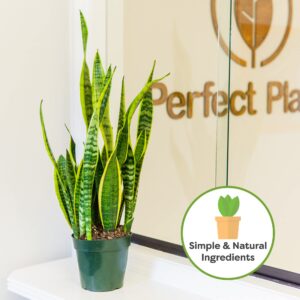 Perfect Plants Organic Snake Plant Soil in 4qt. Bag | Coco Coir Based Potting Mix Snake Plant Varieties