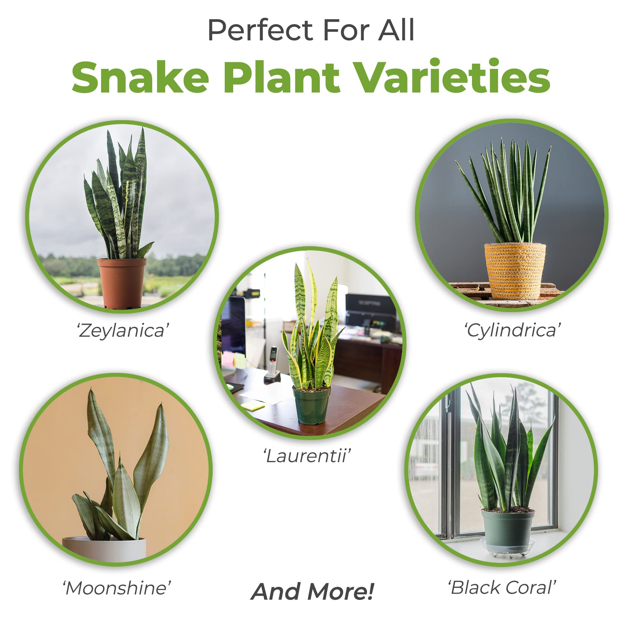 Perfect Plants Organic Snake Plant Soil in 4qt. Bag | Coco Coir Based Potting Mix Snake Plant Varieties