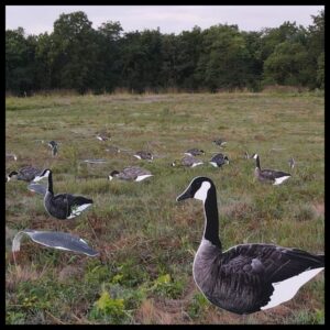 Top Down Decoys Silhouette Goose Decoy CV246 - Canada Goose Decoy 12pcs - Vertical Silhouette Goose Decoys