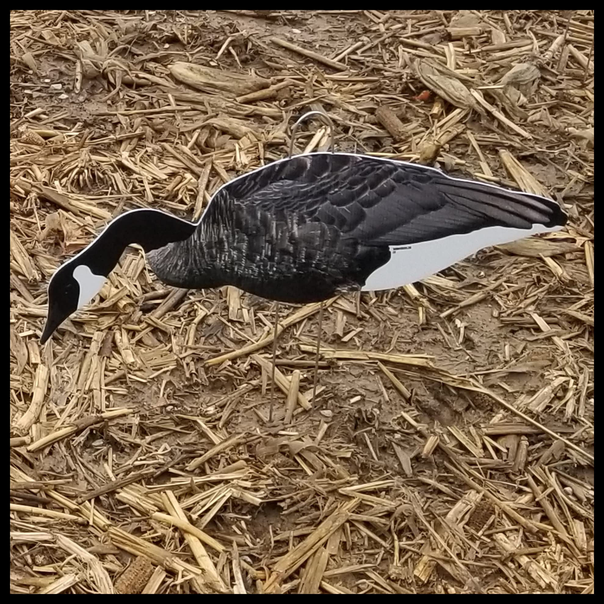 Top Down Decoys Silhouette Goose Decoy CV246 - Canada Goose Decoy 12pcs - Vertical Silhouette Goose Decoys