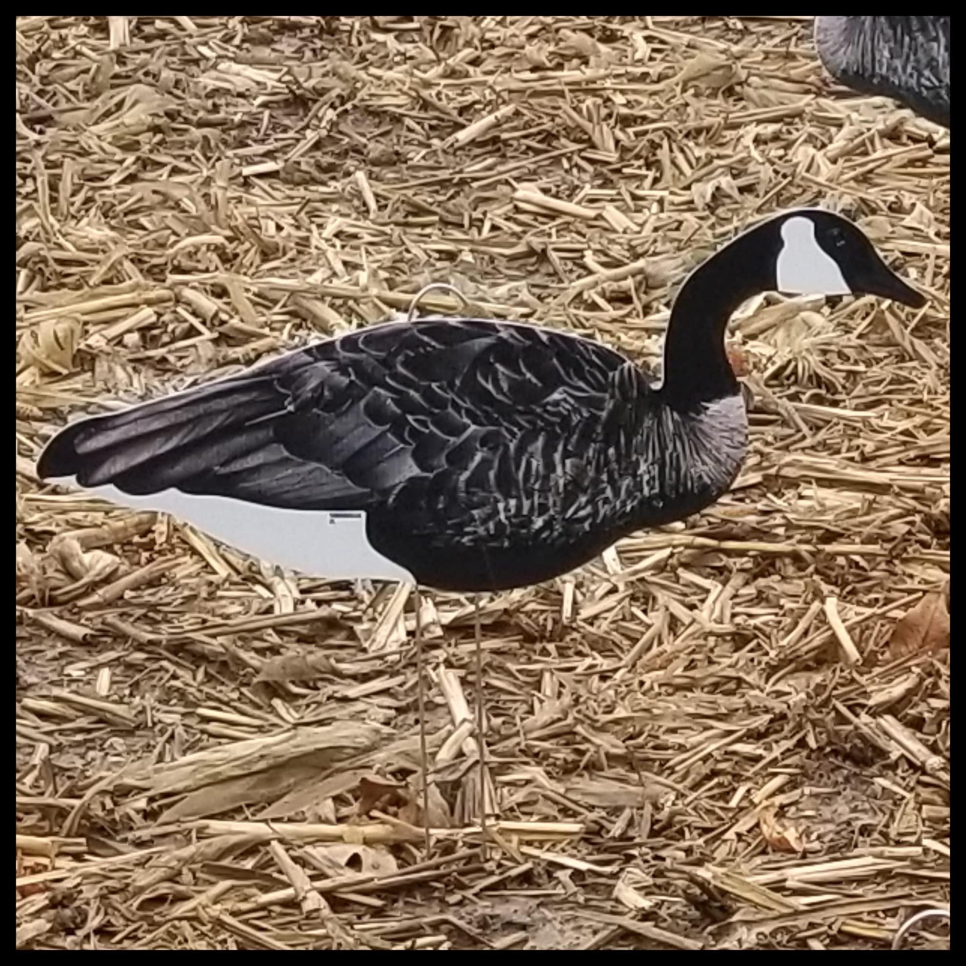 Top Down Decoys Silhouette Goose Decoy CV246 - Canada Goose Decoy 12pcs - Vertical Silhouette Goose Decoys