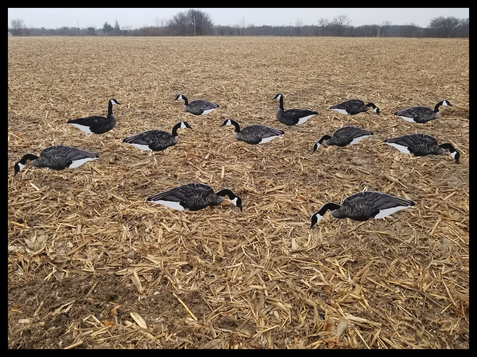 Top Down Decoys Silhouette Goose Decoy CV246 - Canada Goose Decoy 12pcs - Vertical Silhouette Goose Decoys