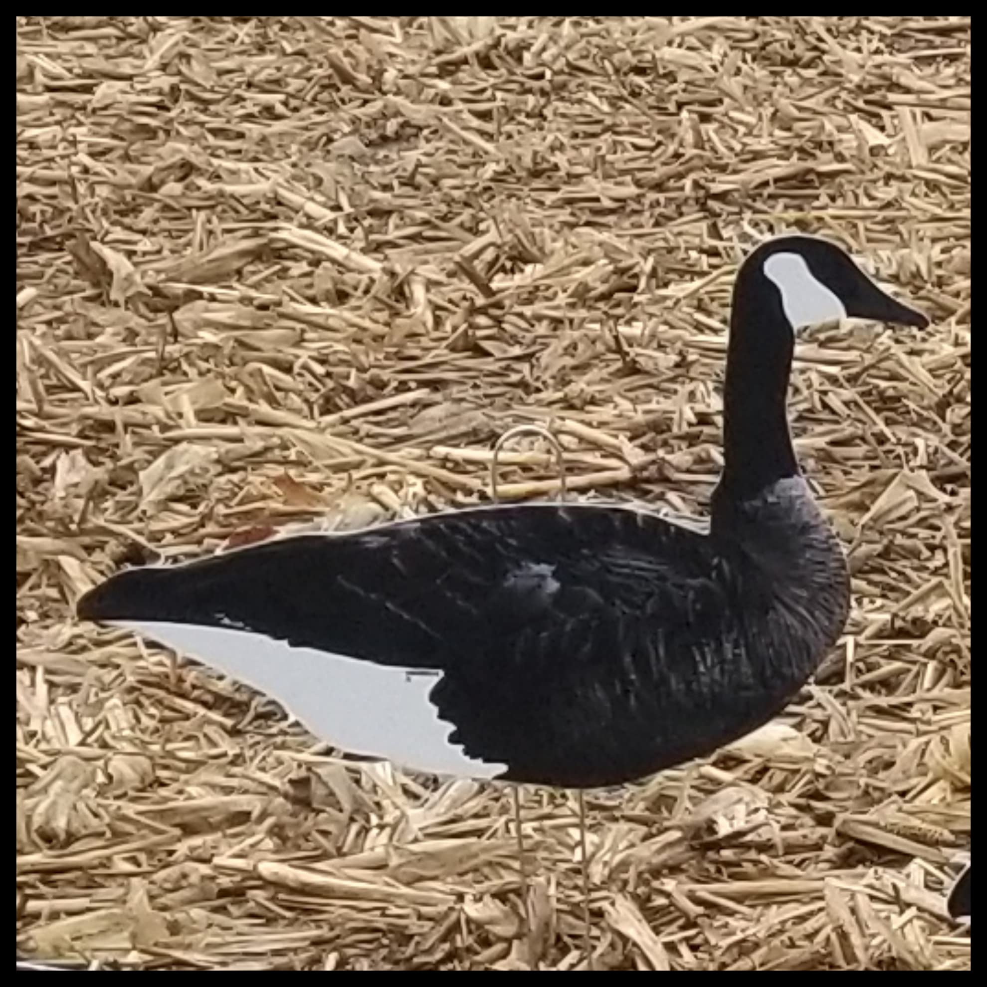 Top Down Decoys Silhouette Goose Decoy CV246 - Canada Goose Decoy 12pcs - Vertical Silhouette Goose Decoys