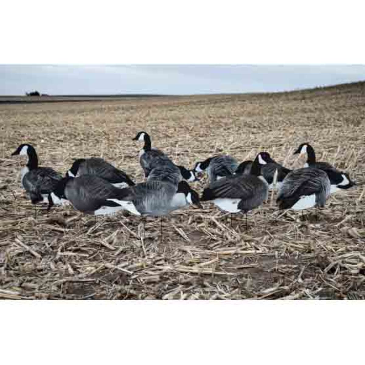 White Rock Printed Canada Goose Silhouette Decoys - 1 Dozen