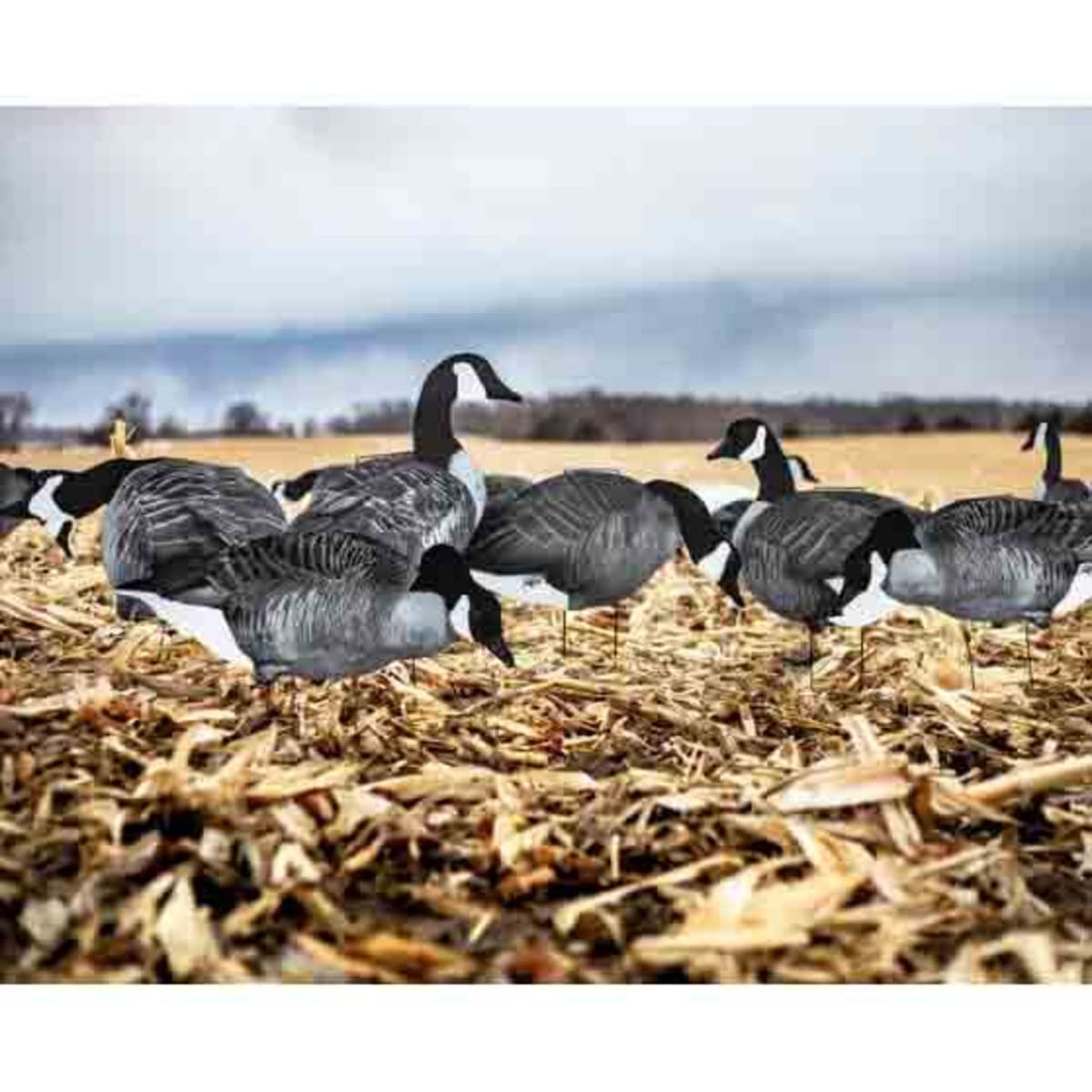 White Rock Printed Canada Goose Silhouette Decoys - 1 Dozen