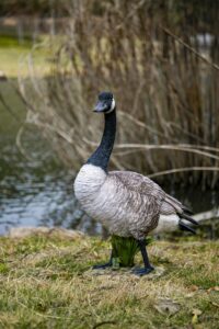 hi-line gift standing canada goose statue, grey/natural