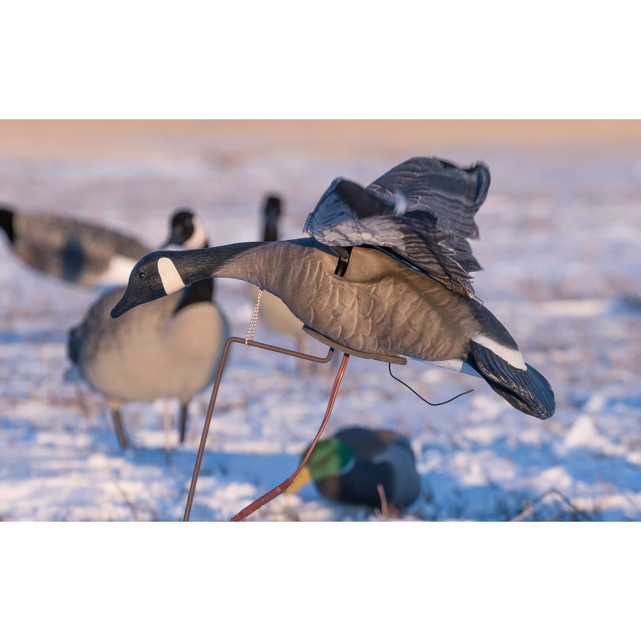 Higdon Outdoors Clone Canada Goose Flapping Motion Decoy with Adjustable Wing Speed