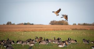 dive bomb industries 1 dozen v2f canada goose silhouette decoys