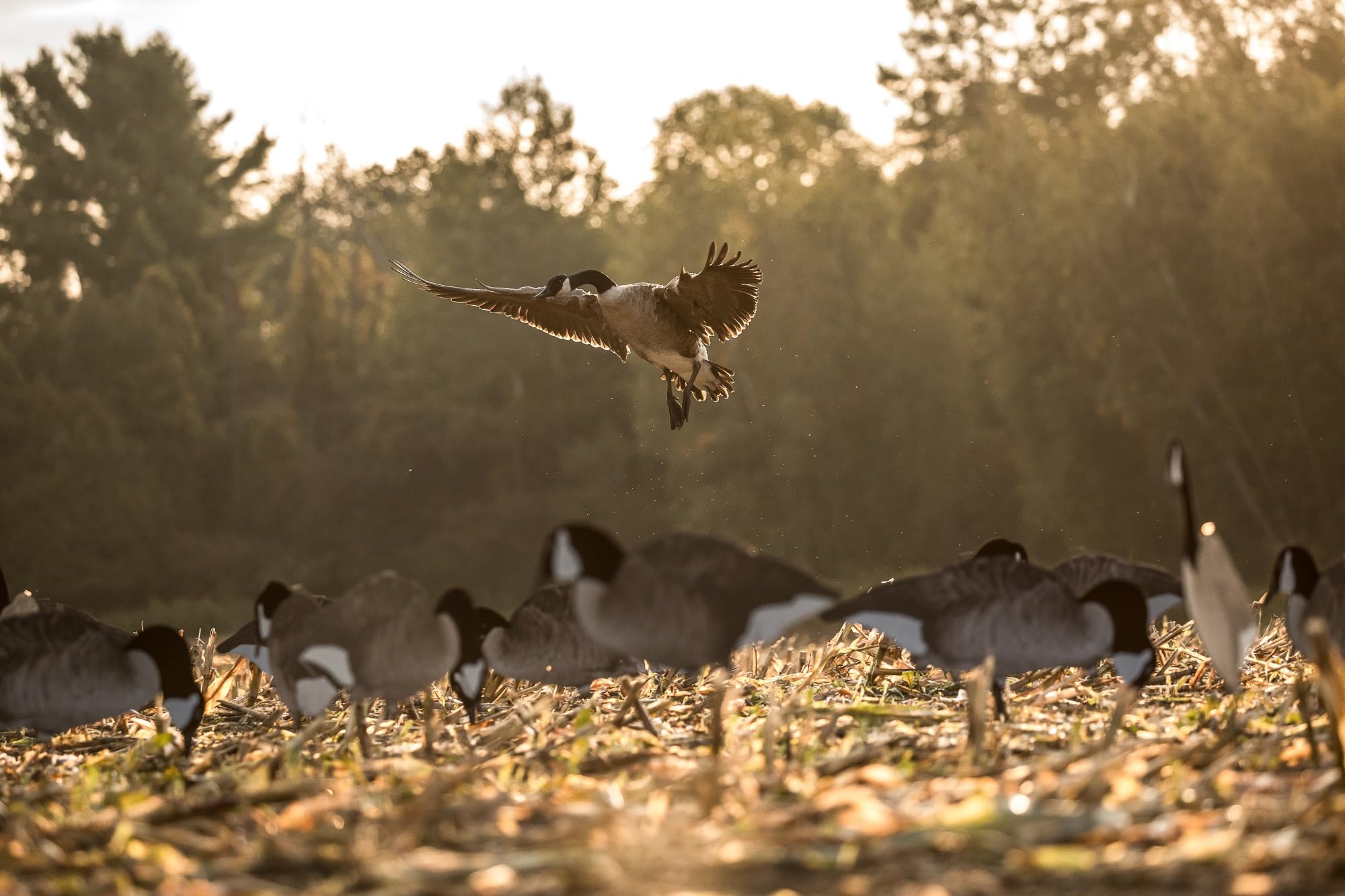 Dive Bomb Industries 1 Dozen V2F Canada Goose Silhouette Decoys