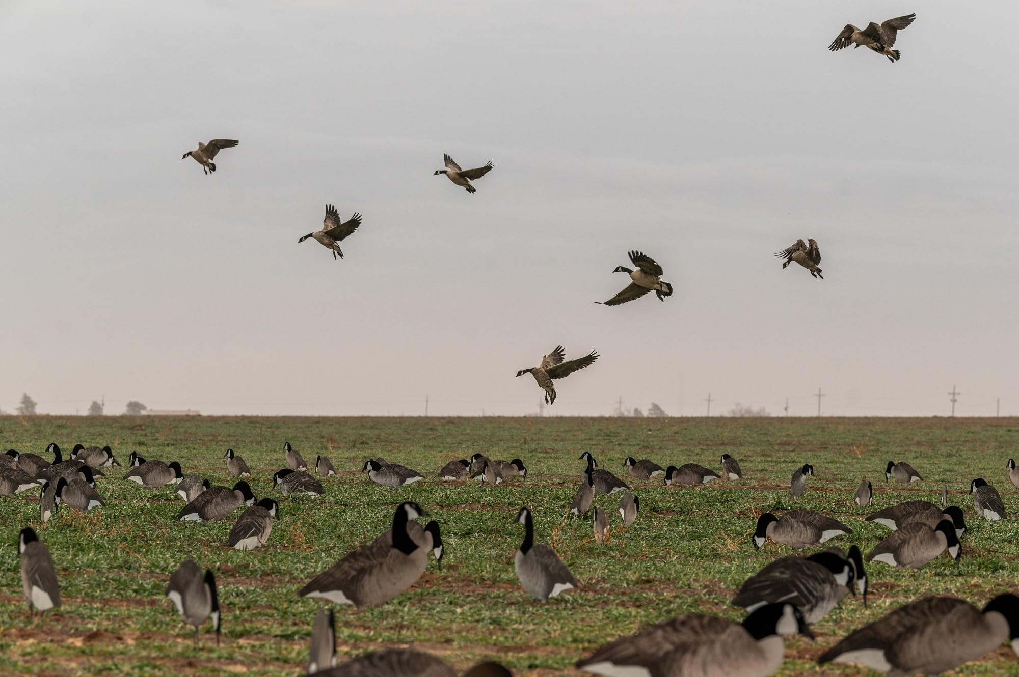 Dive Bomb Industries 1 Dozen V2F Canada Goose Silhouette Decoys