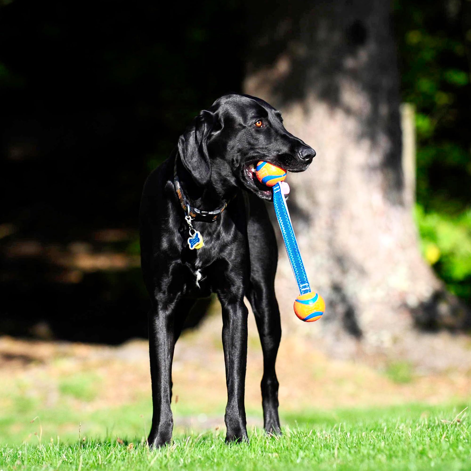 Chuckit Ultra Duo Tug Dog Toy, Medium Indoor and Outdoor Dog Ball for Dogs 20-60 Pounds