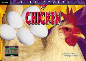 chicken (life cycles)