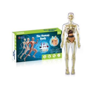 3d human body torso model for kid anatomy model skeleton, medical torso human body model, removable parts education organs model, human body, skeleton, human torso anatomy model for teaching study