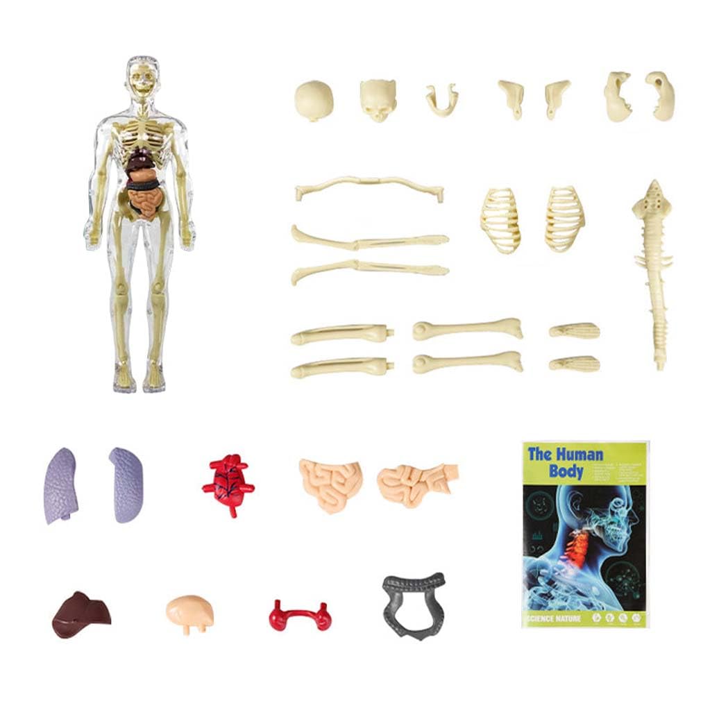 3D Human Body Torso Model for Kid Anatomy Model Skeleton, Medical Torso Human Body Model, Removable Parts Education Organs Model, Human Body, Skeleton, Human Torso Anatomy Model for Teaching Study