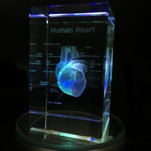 3D Human Heart Anatomical Model Paperweight(Laser Etched) in Crystal Glass Cube Science Gift (No Included LED Base)(3.1x2x2 inch)