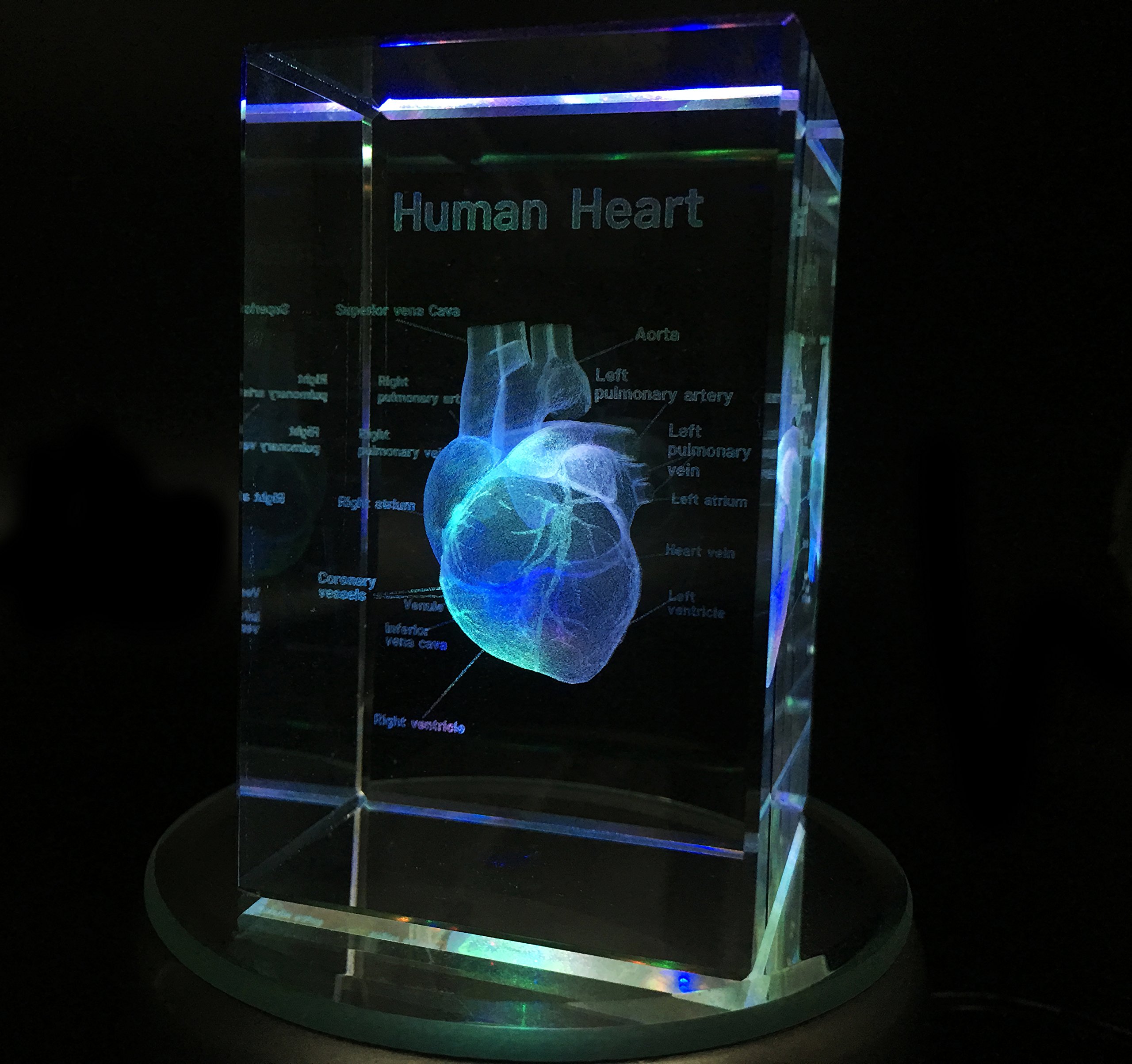 3D Human Heart Anatomical Model Paperweight(Laser Etched) in Crystal Glass Cube Science Gift (No Included LED Base)(3.1x2x2 inch)