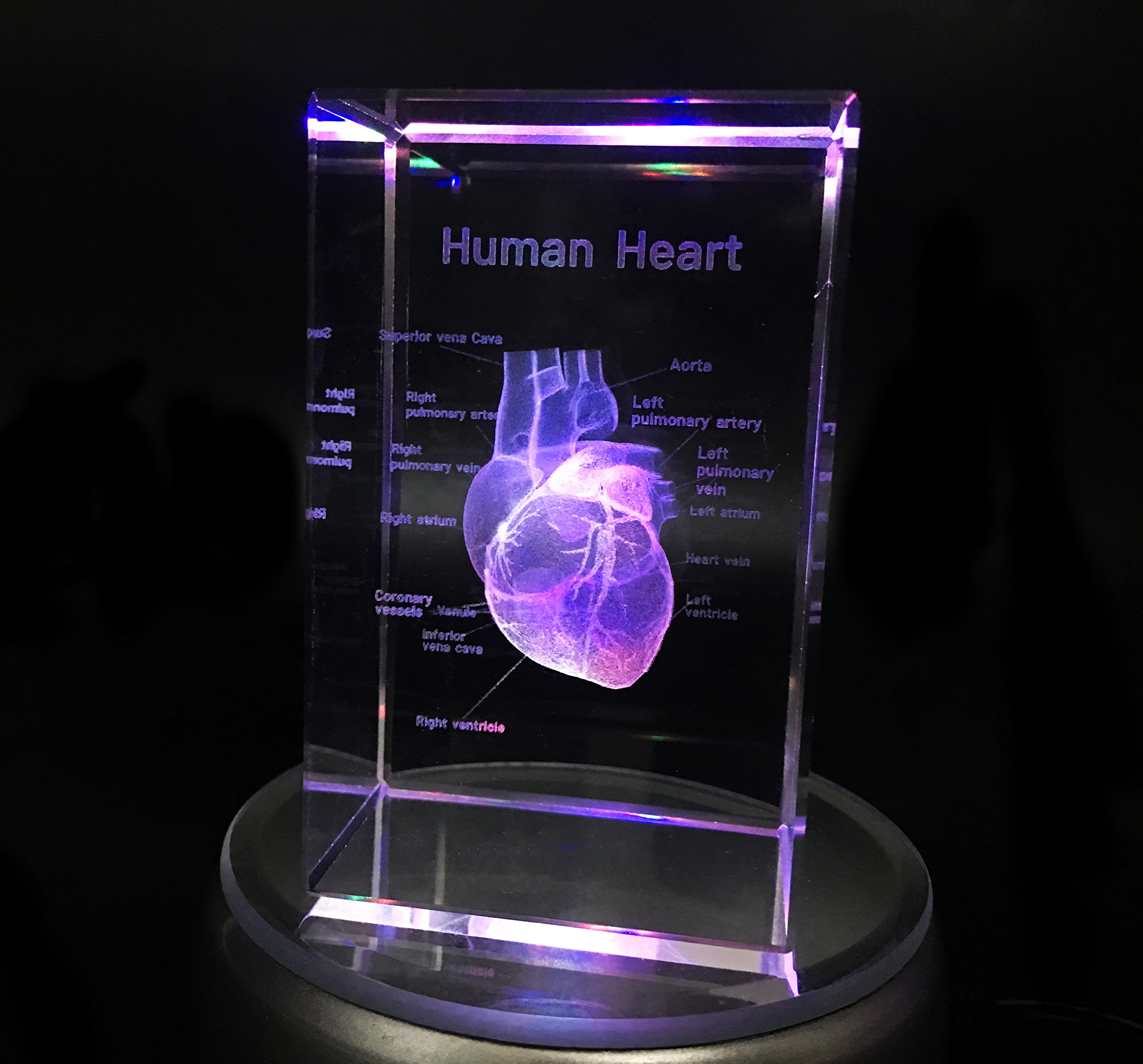 3D Human Heart Anatomical Model Paperweight(Laser Etched) in Crystal Glass Cube Science Gift (No Included LED Base)(3.1x2x2 inch)