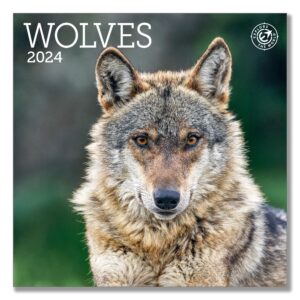 wolves mini wall calendar 2024, 7" x 7"