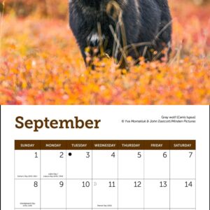 Wolves Mini Wall Calendar 2024, 7" x 7"