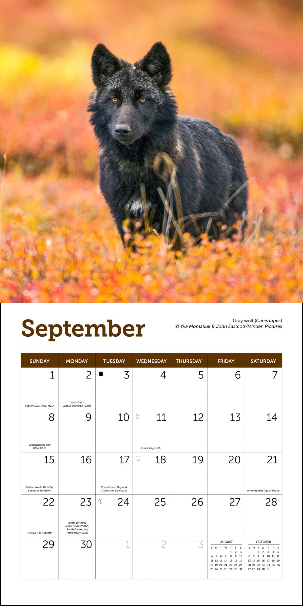 Wolves Mini Wall Calendar 2024, 7" x 7"