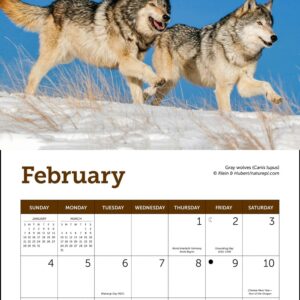 Wolves Mini Wall Calendar 2024, 7" x 7"