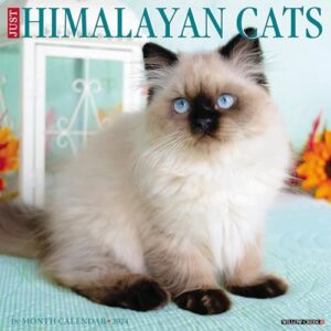 willow creek press himalayan cats monthly 2024 wall calendar (12" x 12")