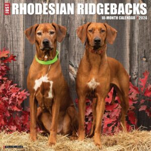 willow creek press rhodesian ridgebacks monthly 2024 wall calendar (12" x 12")