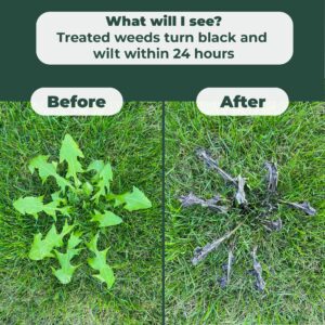 Mighty Mint Clean Green Selective Weed Killer for Lawns - Kills Weeds, Not Grass - 1 Gallon