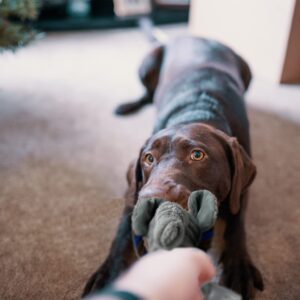 Fenice Dog Toys 2-Pack Set, Squeaky Plush Dog Toys, Puppy Chew Toys for Teething, Durable Interactive Dog Rope Toy Stuffed Elephant & Lion for Aggressive Chewers, Tug of War Plush Dog Toys