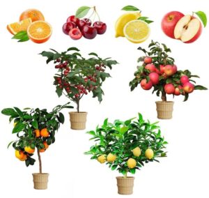 mix dwarf bonsai fruit tree seeds for planting, 50+ lemon tree seeds 50+ cherry tree seeds 50+ orange tree seeds 50+ apple seeds, 4 variety individual packs, organic heirloom fruit seeds